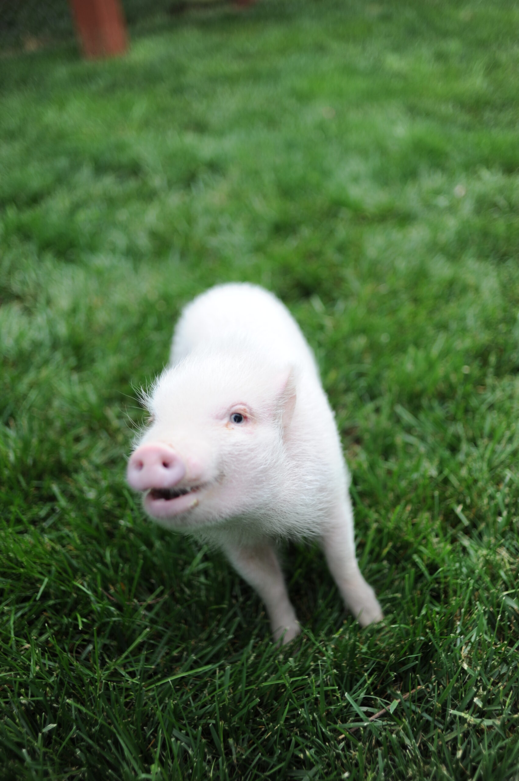 Kansas City Pet Photography - More than just cats and dogs - Kansas ...