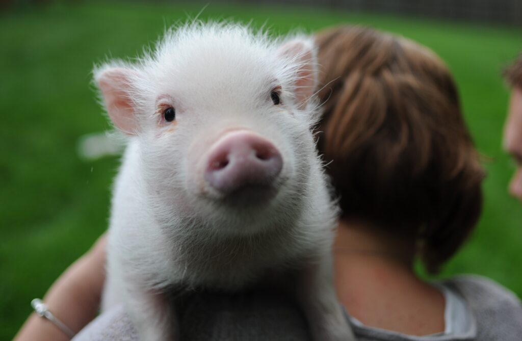 Kansas City Pet Photography - More than just cats and dogs - Kansas ...