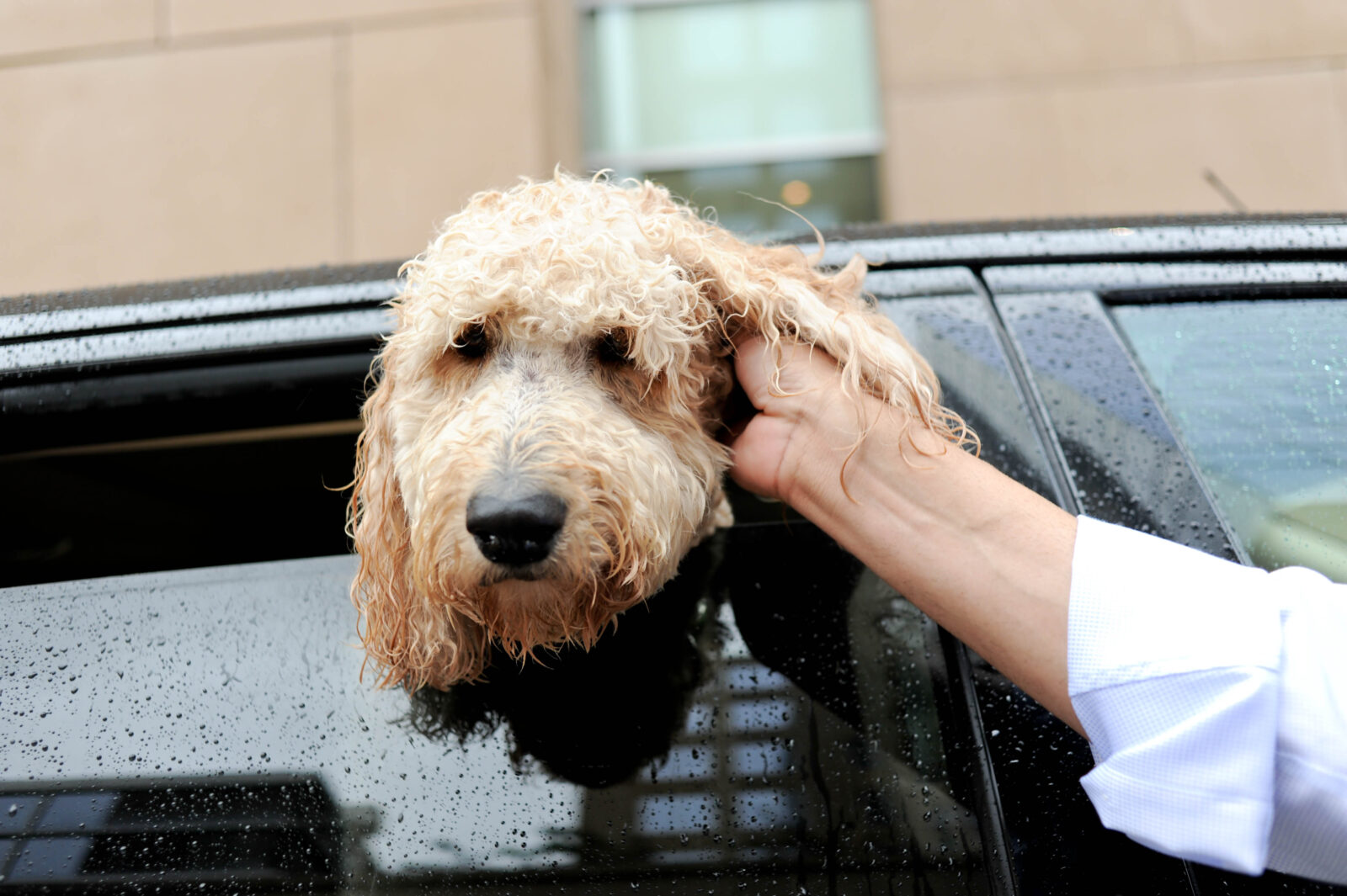 Kansas City Wedding Photography - Kansas City Dog and Pet Photography ...