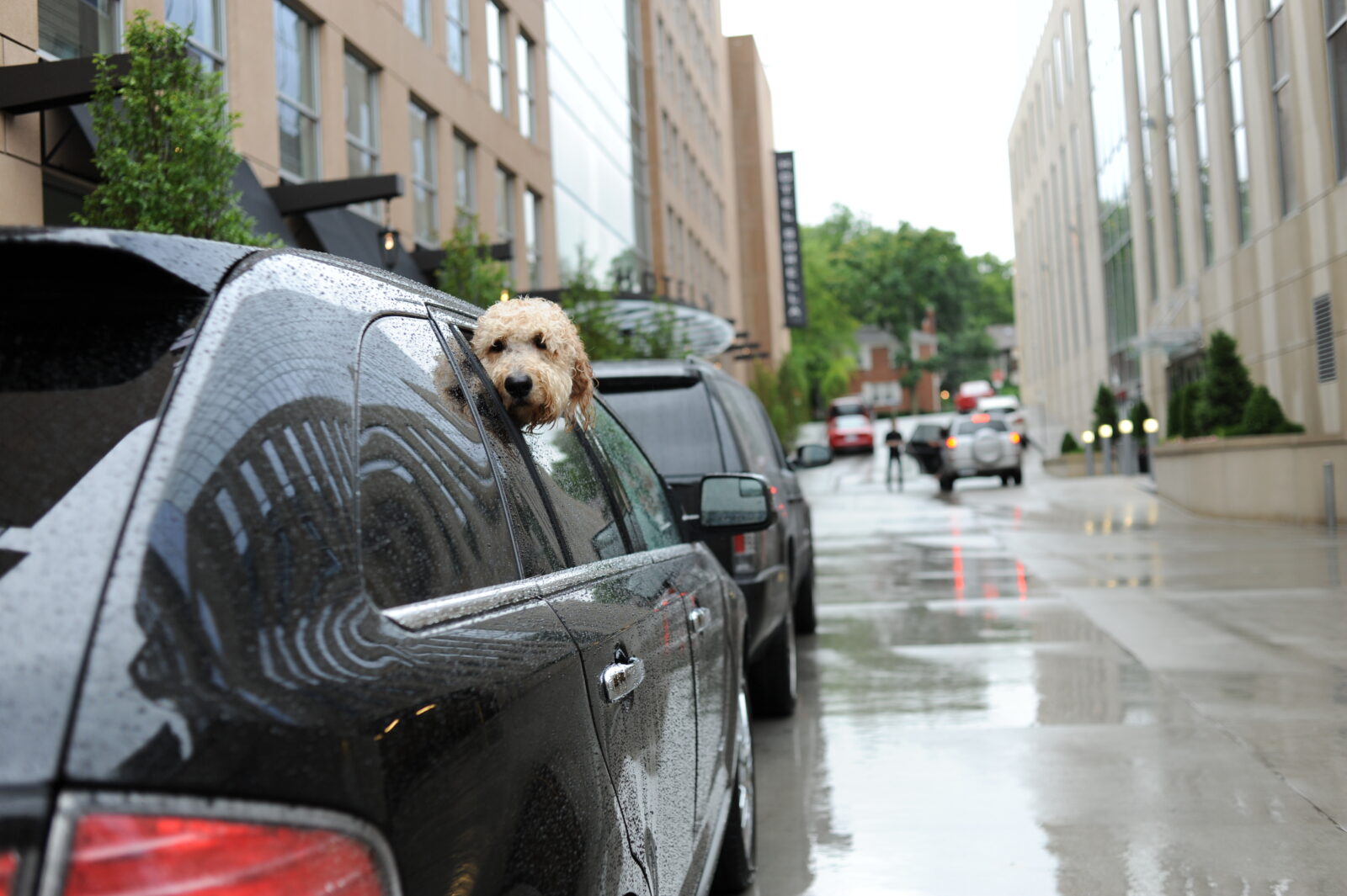 Kansas City Wedding Photography - Kansas City Dog and Pet Photography ...