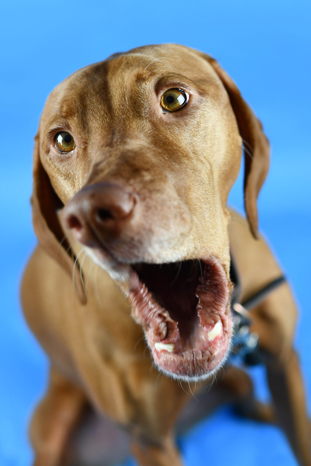 Travel to you studio photography in Kansas City - Kansas City Dog and ...