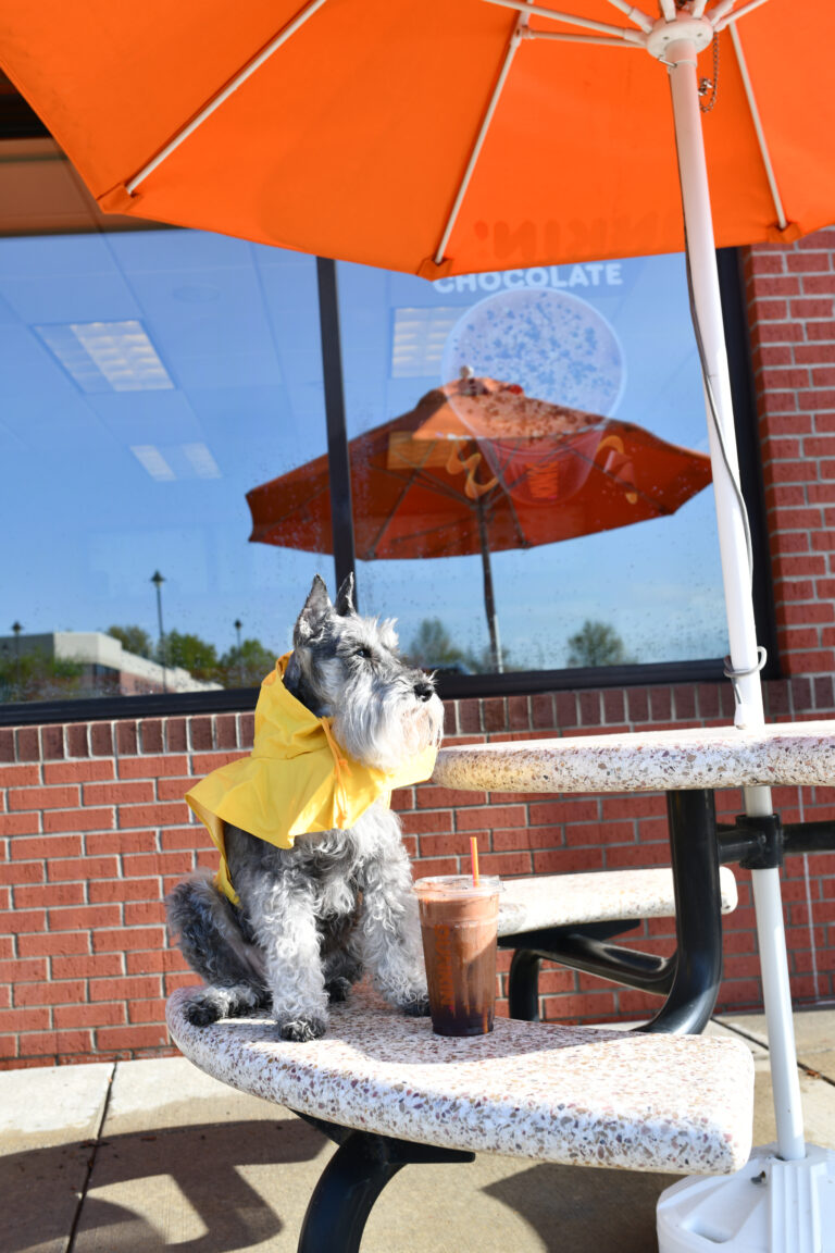 Pup Cups at Local Coffee Shops - Starbucks, Dunkin, Dutch Bros - Kansas ...