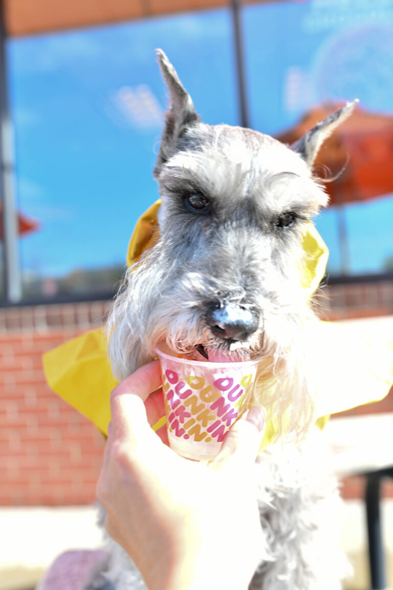 Pup Cups at Local Coffee Shops - Starbucks, Dunkin, Dutch Bros - Kansas ...