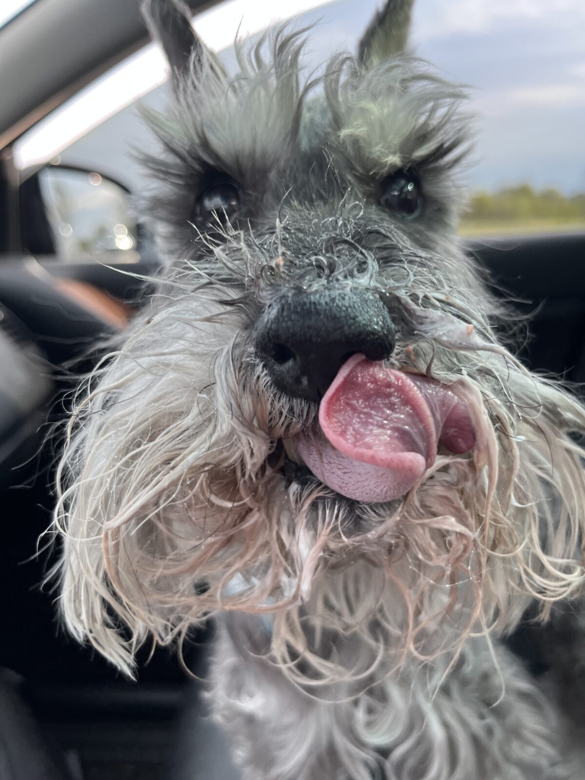 Pup Cups at Local Coffee Shops - Starbucks, Dunkin, Dutch Bros - Kansas ...